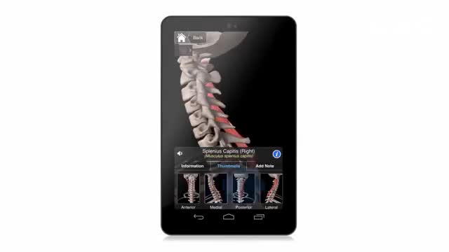 Essential Anatomy 3 for Orgs. - نماشا