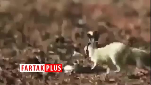 شگرد دیدنی خدنگ مارکش برای فرار از حمله مرگبار مار کبرا نماشا